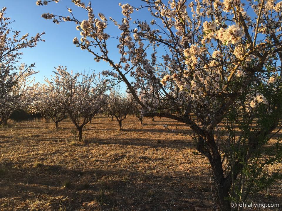 5 Sure Signs of Spring in Valencia - Ohla Living Lifestyle Blog